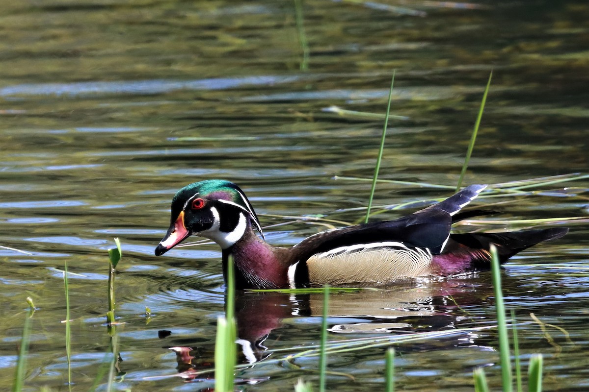 eBird Checklist - 28 Apr 2023 - Billy Frank Jr. Nisqually NWR - 42 ...