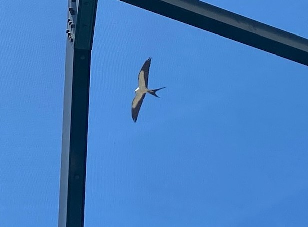 eBird Checklist - 1 May 2023 - 191 Beachcomber St, Marco Island US-FL ...