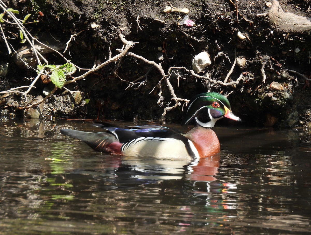 Mass Audubon eBird Checklist - 1 May 2023 - Olmsted Park--Leverett Pond ...