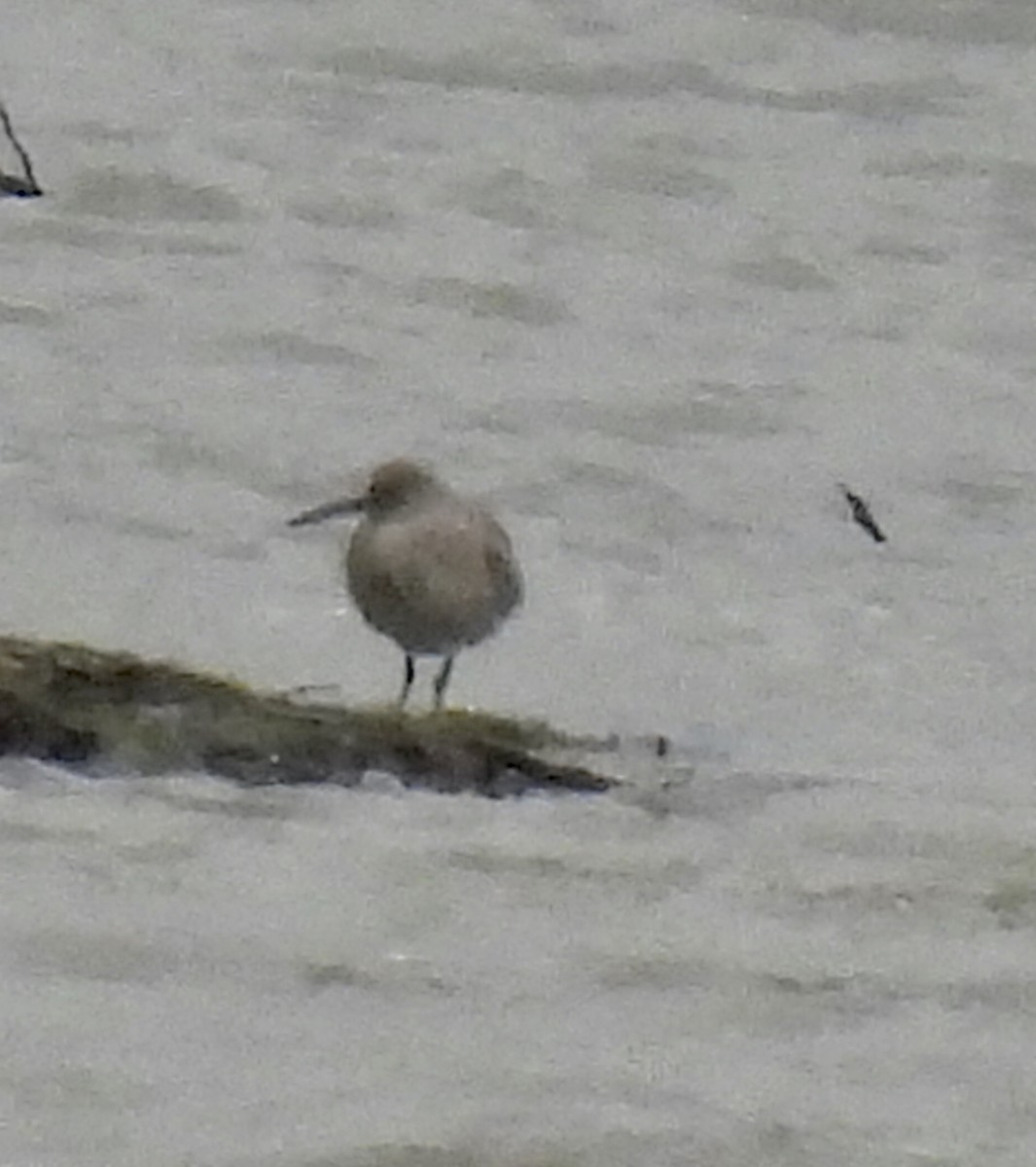 eBird Checklist - 1 May 2023 - Clouse Lake - 6 species