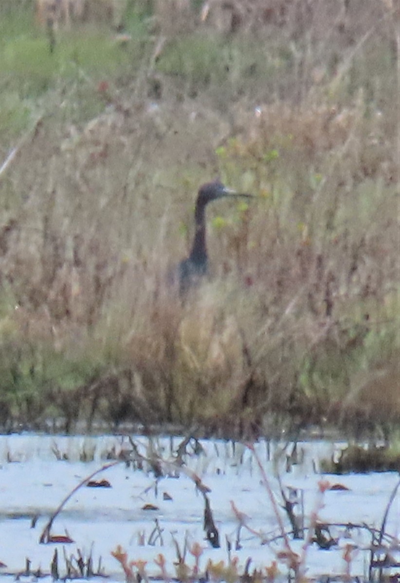 eBird Checklist - 1 May 2023 - Burrage Pond WMA - 72 species (+3 other ...