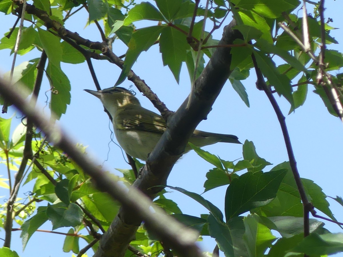 eBird Checklist - 1 May 2023 - Siesta Key--Glebe Park - 29 species