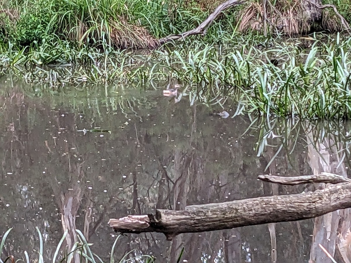 eBird Checklist - 2 May 2023 - Wilson Reserve - 20 species