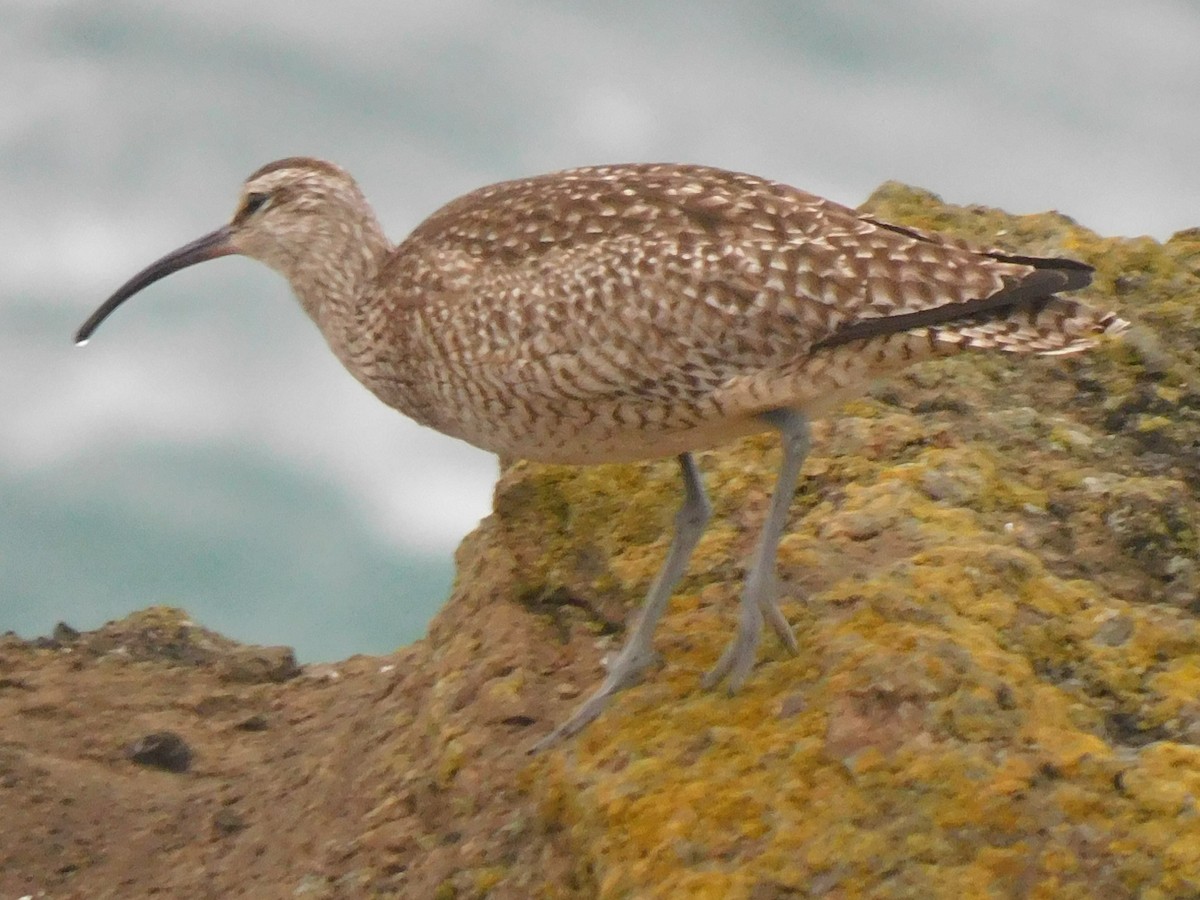 eBird Checklist - 29 Apr 2023 - Boiler Bay State Wayside - 17 species (+1 other taxa)