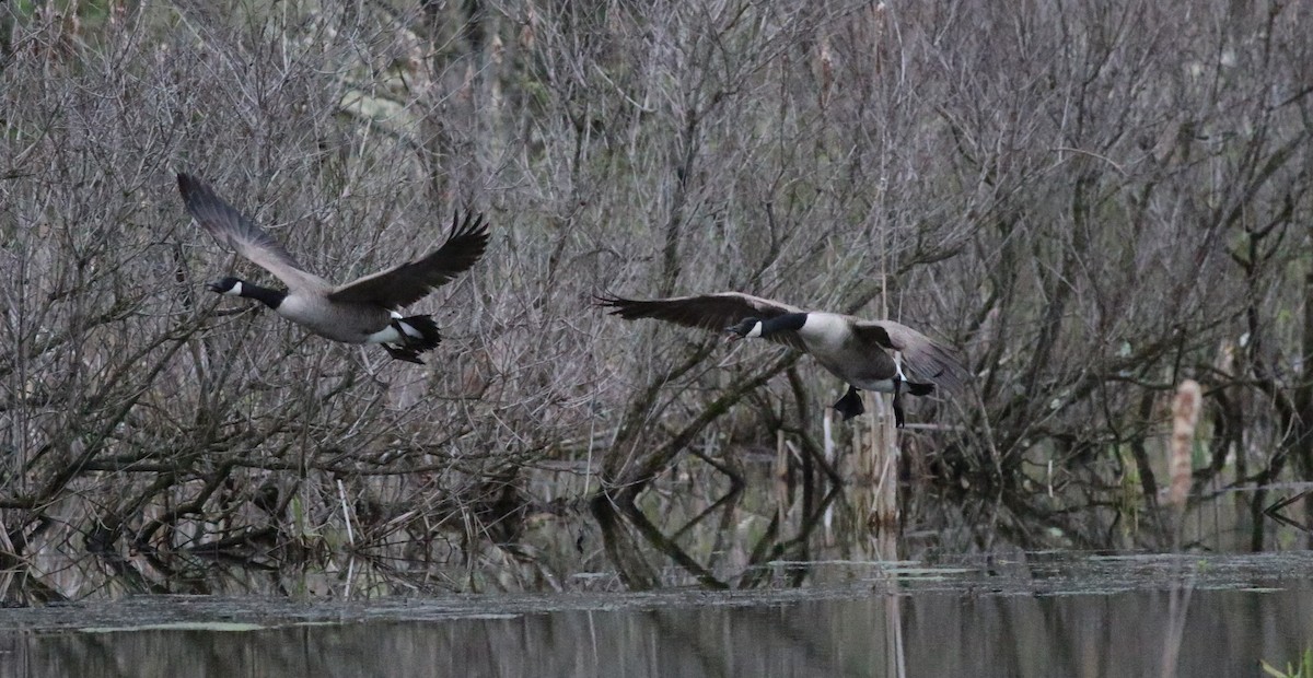 eBird Checklist - 1 May 2023 - Dreibelbis Birding Area (formerly Julian ...