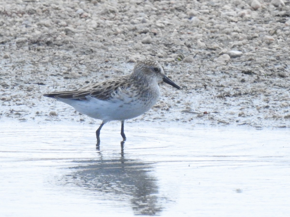 eBird Checklist - 1 May 2023 - Mallard Pond - 35 species (+1 other taxa)