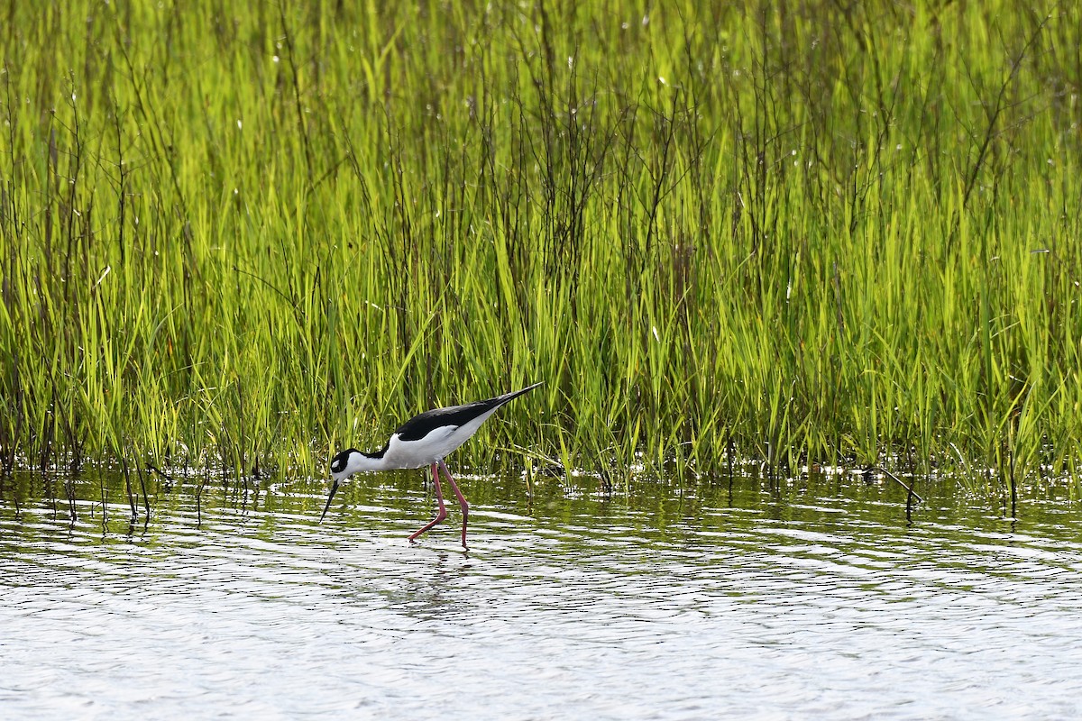 eBird Checklist - 1 May 2023 - Bombay Hook NWR - 42 species