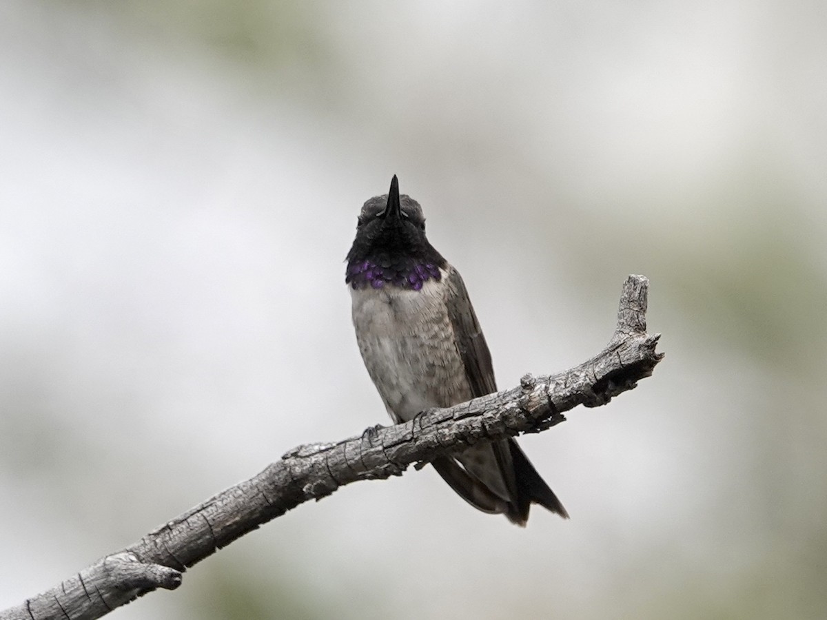 eBird Checklist - 1 May 2023 - Portal--Bob Rodrigues yard (Dave Jasper ...