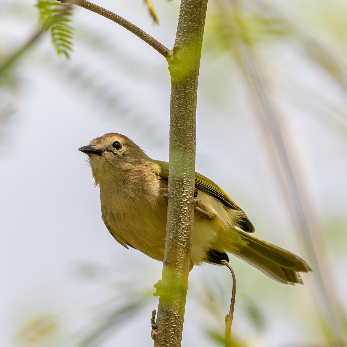 eBird Checklist - 30 Apr 2023 - Bon Accord Wetlands - 1 species