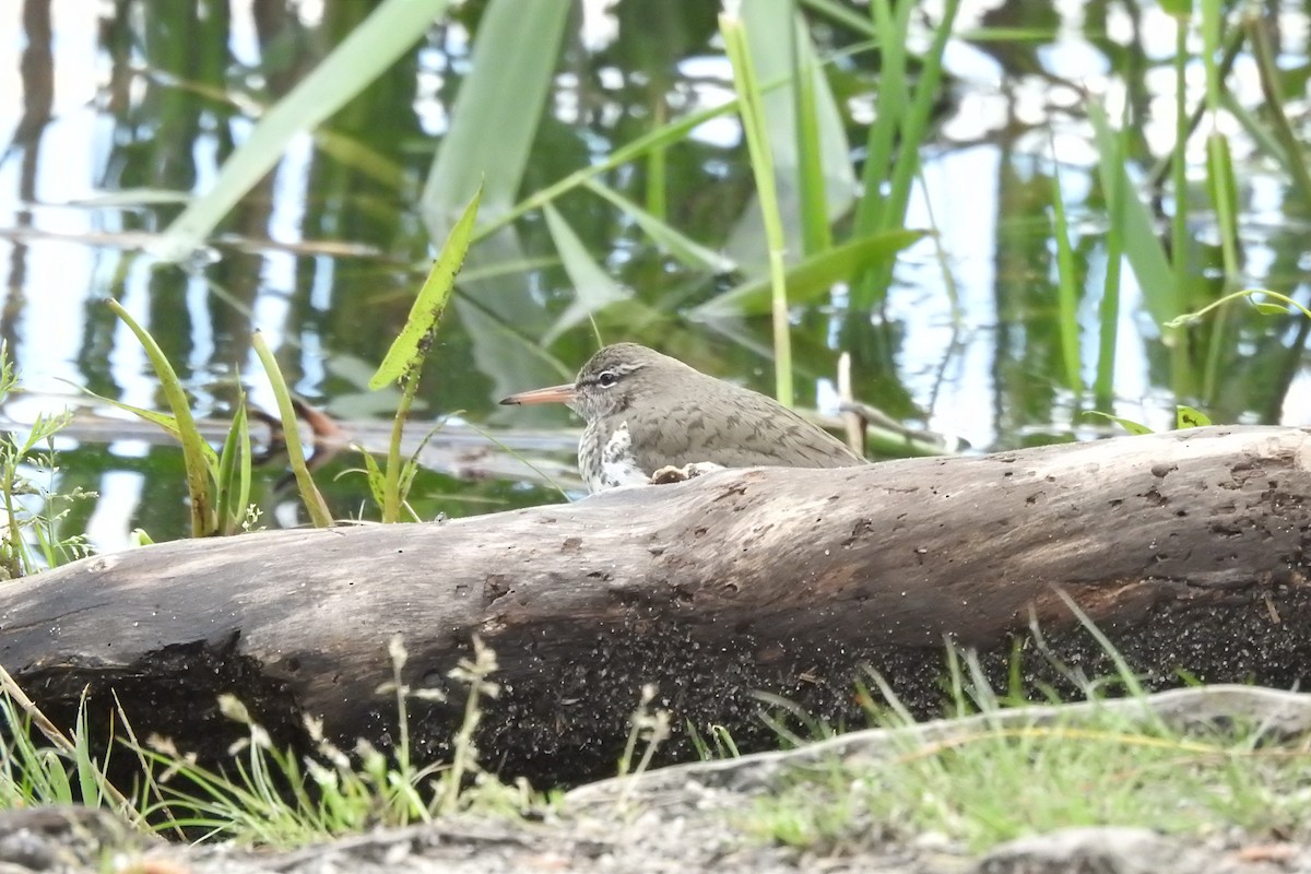 eBird Checklist - 1 May 2023 - Prime Hook National Wildlife Refuge - 58 ...
