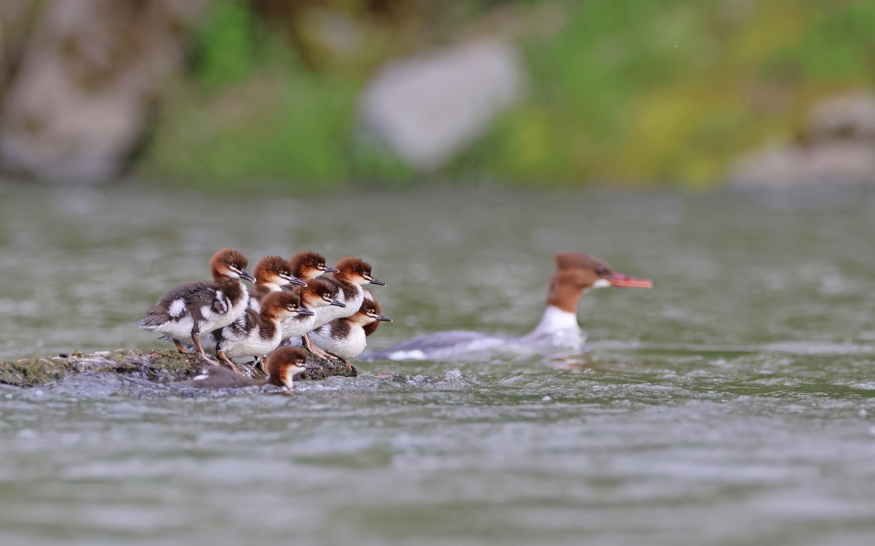 Goosander (Eurasian) - eBird
