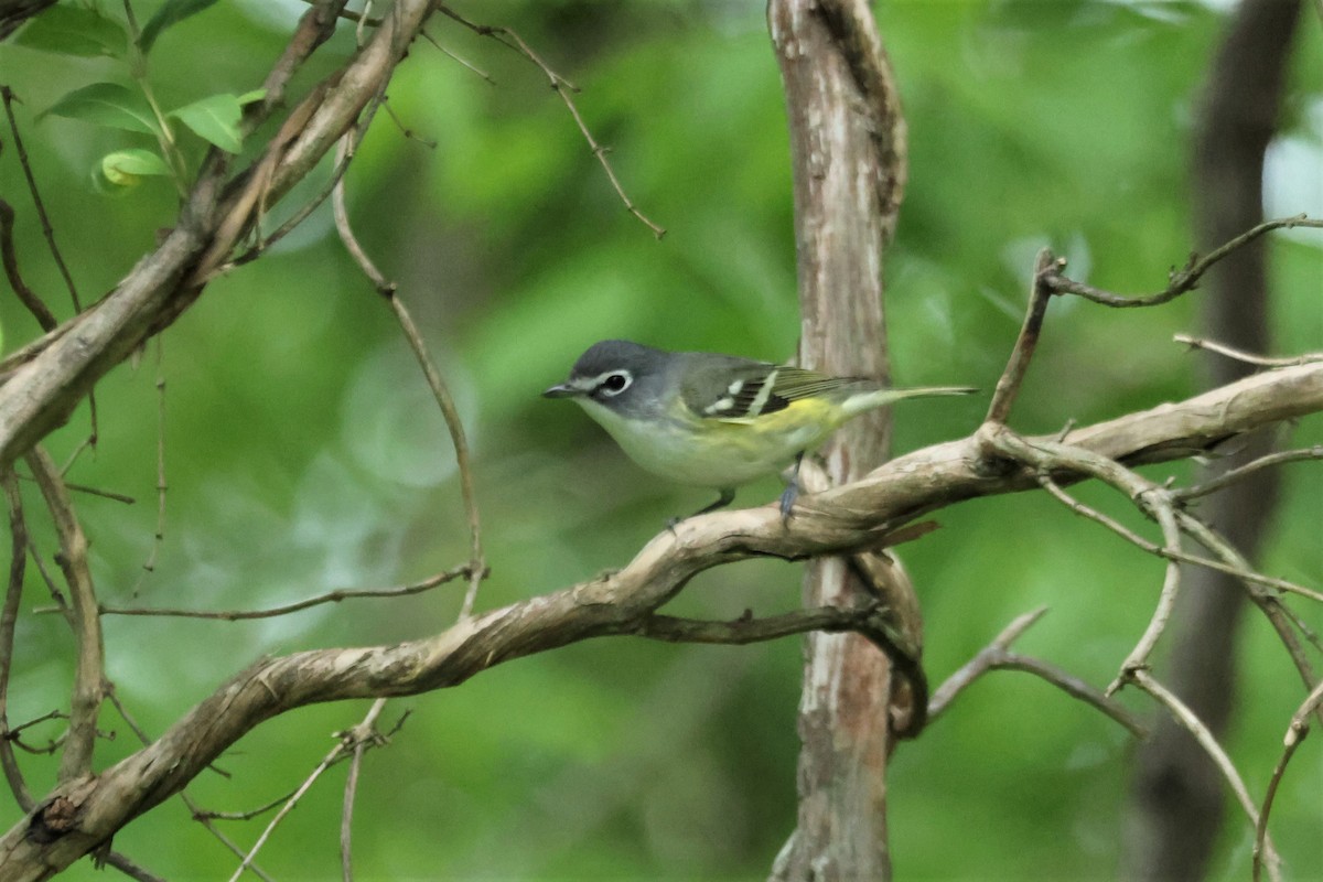 eBird Checklist - 2 May 2023 - Cavey Lane Yard - 42 species