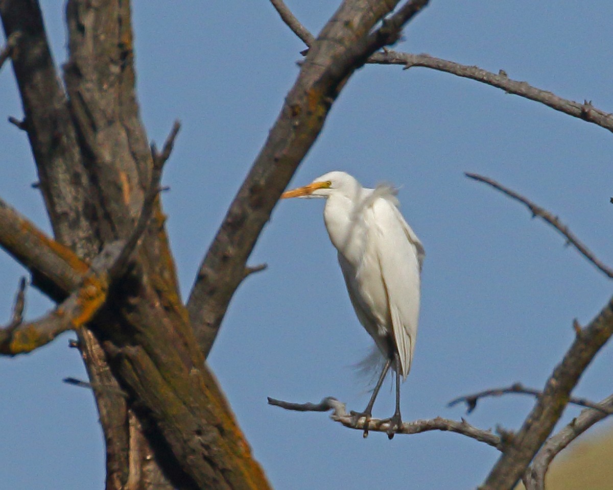 eBird Checklist - 2 May 2023 - Chief Timothy Habitat Management Unit ...