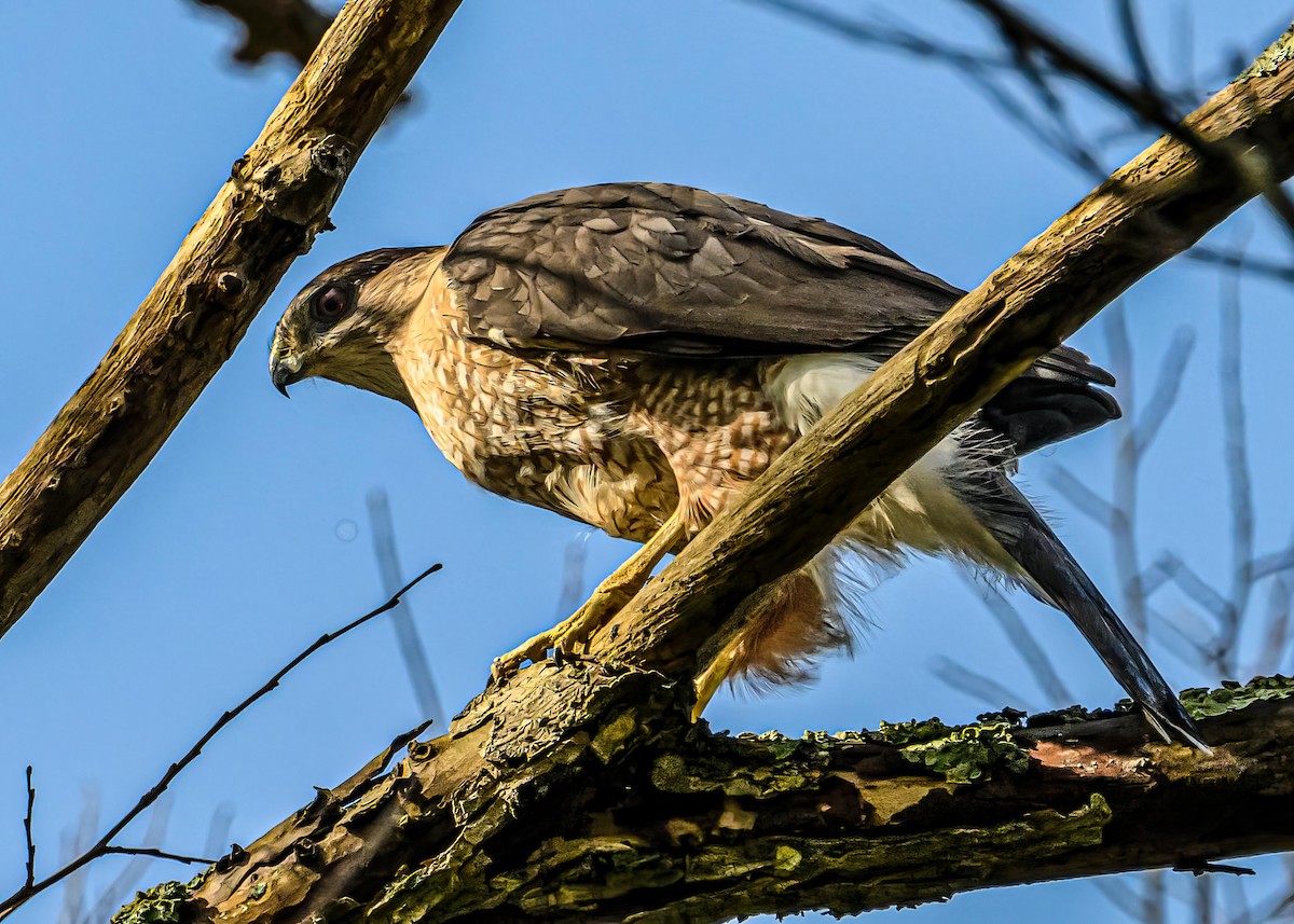 eBird Checklist - 2 May 2023 - Ferry Hill Thicket - 23 species