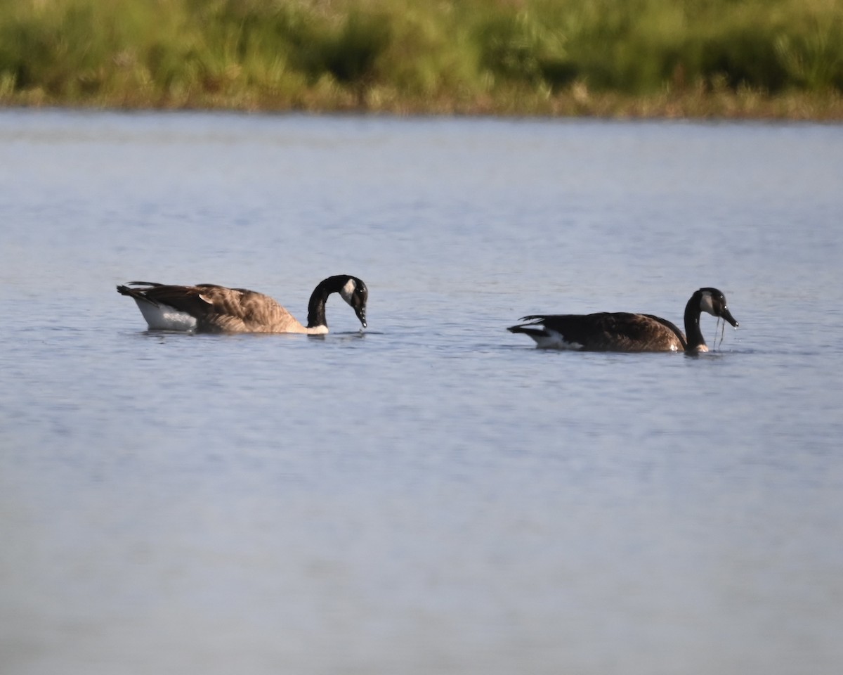 eBird Checklist - 2 May 2023 - Ballard Lake - 25 species