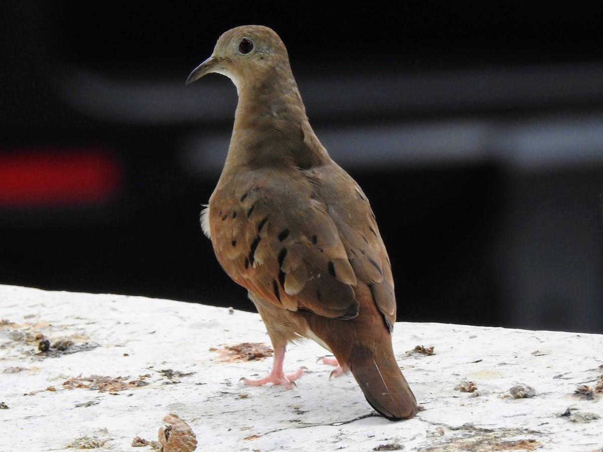 eBird Checklist - 30 Mar 2023 - Casco Viejo - 15 species