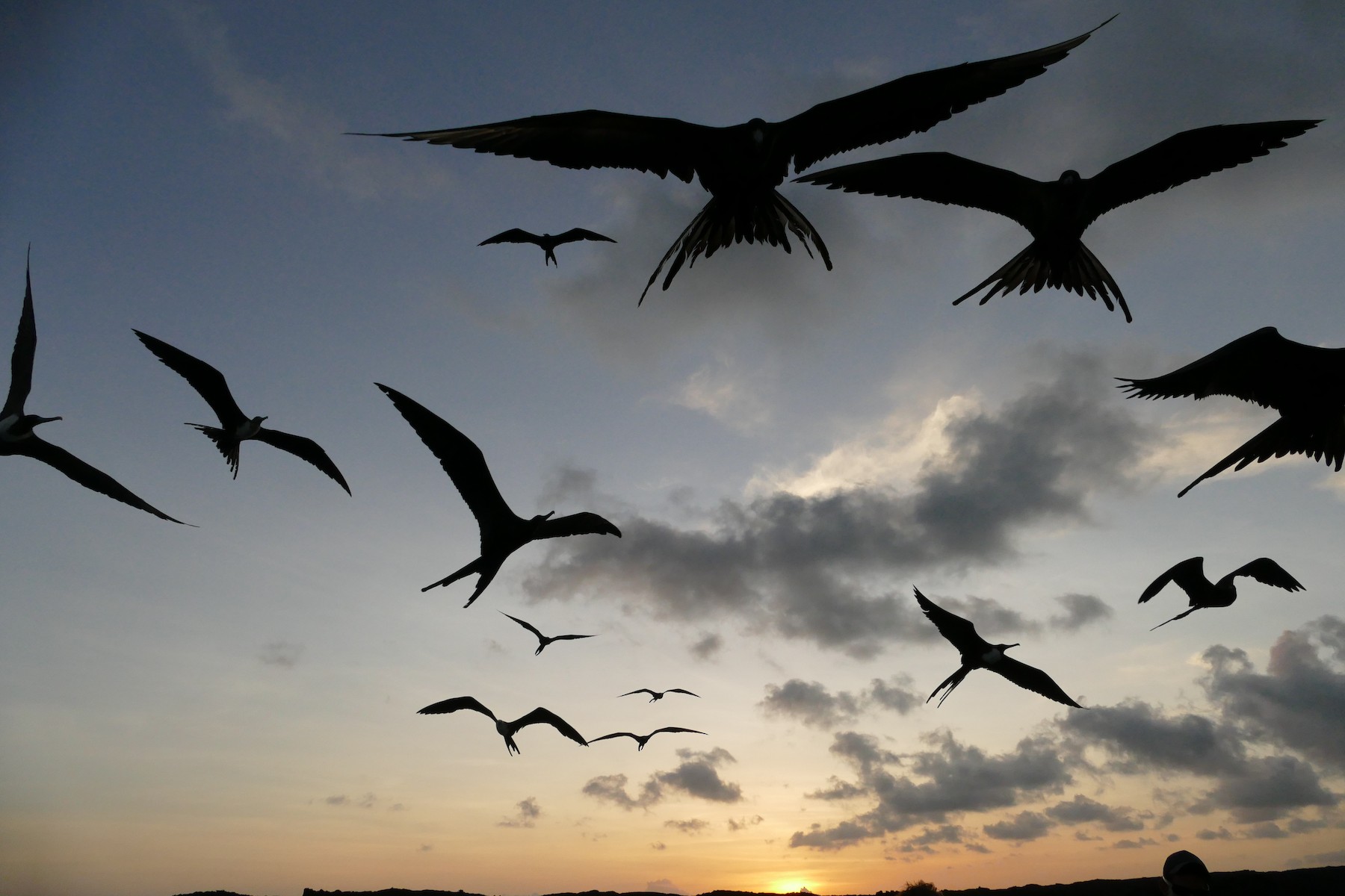 frigatebird sp. - eBird