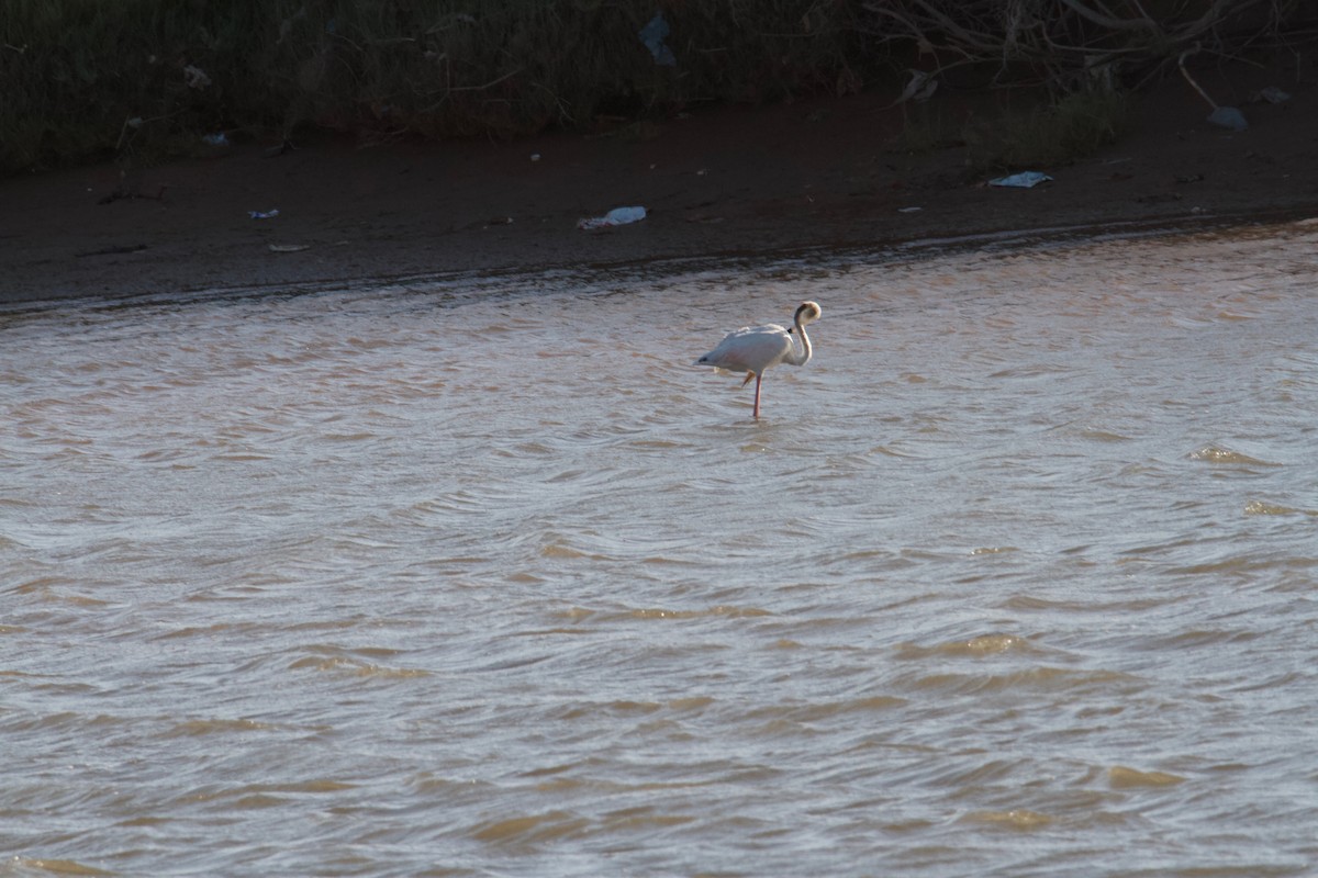 Ebird Checklist 4 Apr 2023 مصب واد سوس Embouchure Du Oued Souss 37 Species