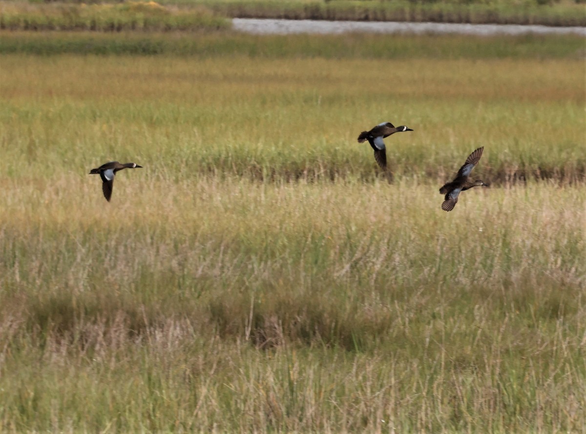eBird Checklist - 2 May 2023 - Highland Bayou--Harbor Dr - 3 species