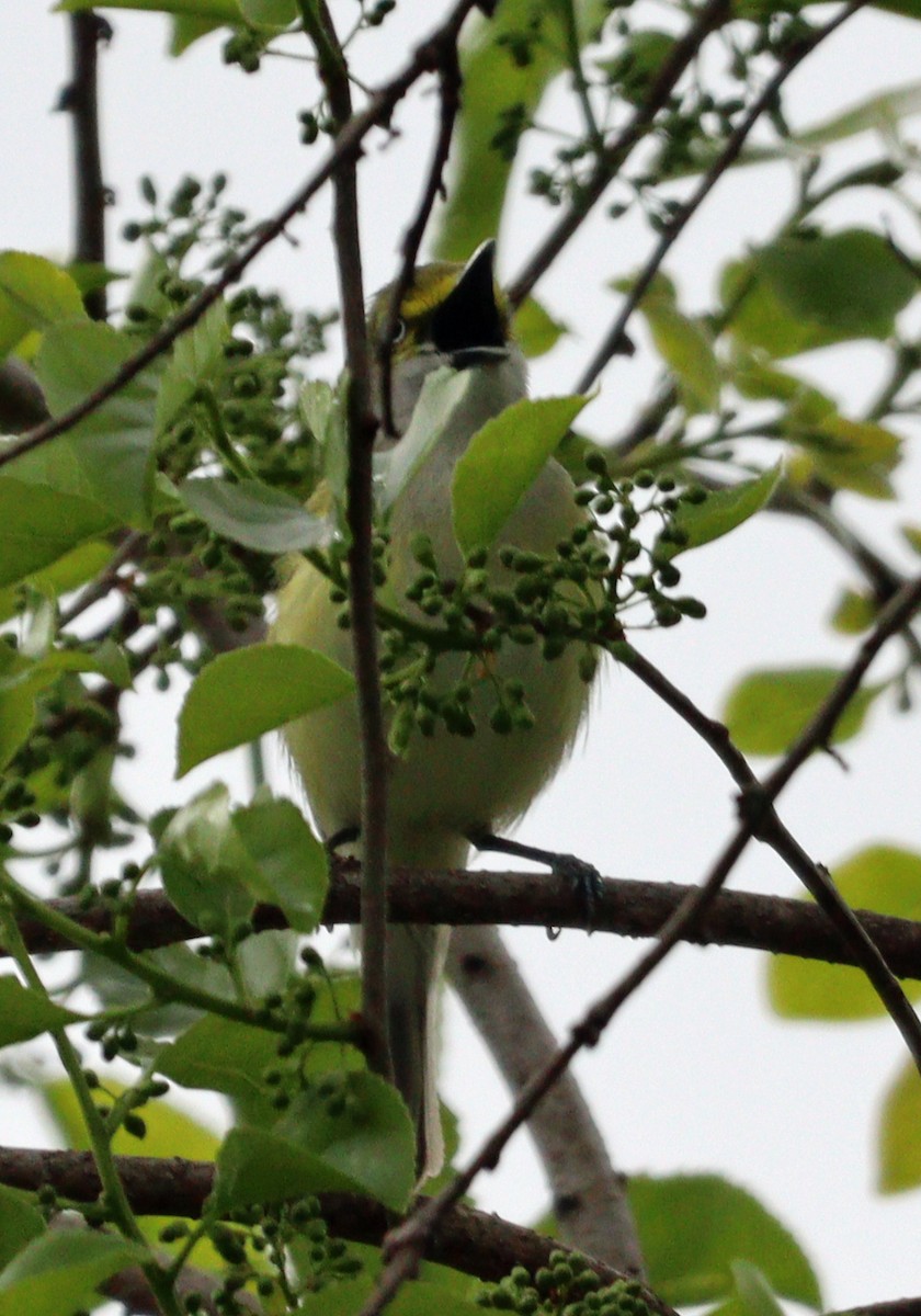 eBird Checklist - 2 May 2023 - Middle Run Natural Area - 38 species