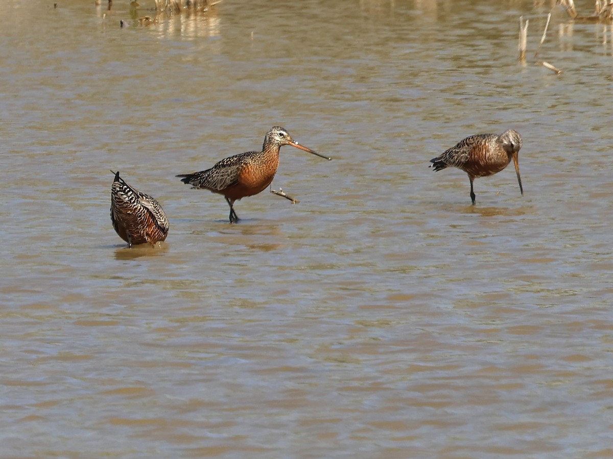 eBird Checklist - 2 May 2023 - Walnut Creek RA - 30 species