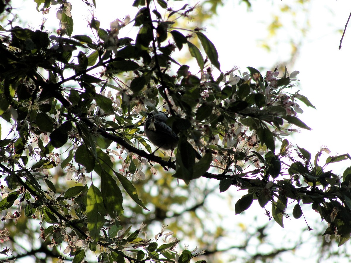 eBird Checklist - 1 May 2010 - Swan Point Cemetery - 15 species