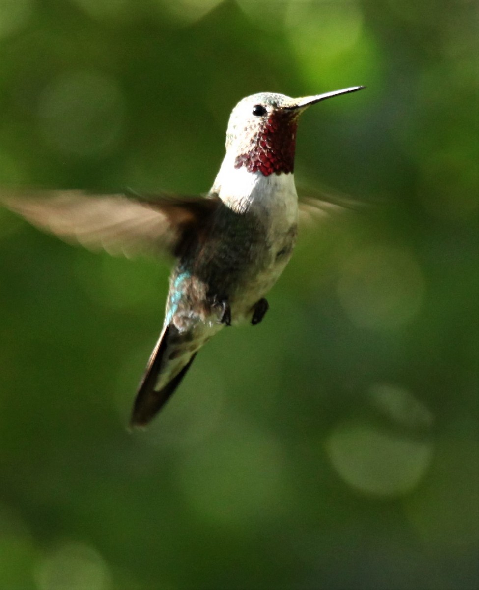 eBird Checklist - 2 May 2023 - Mule Pass Yard - 48 species