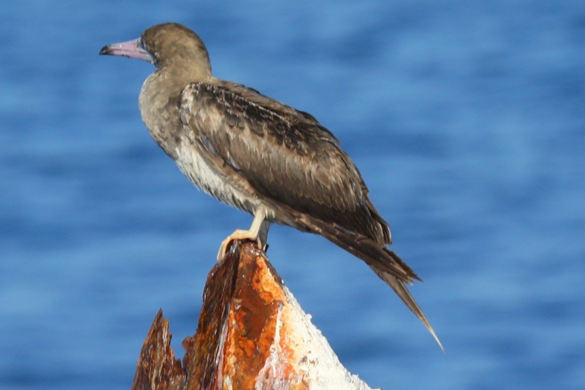 eBird Checklist - 2 May 2023 - Key West NWR—Marquesas Keys - 8 species