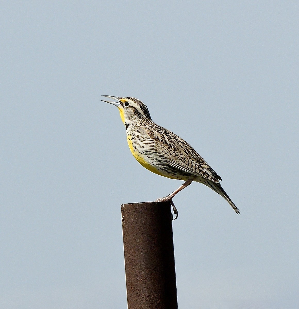 eBird Checklist - 30 Apr 2023 - Blacks Creek Bird Reserve - 32 species