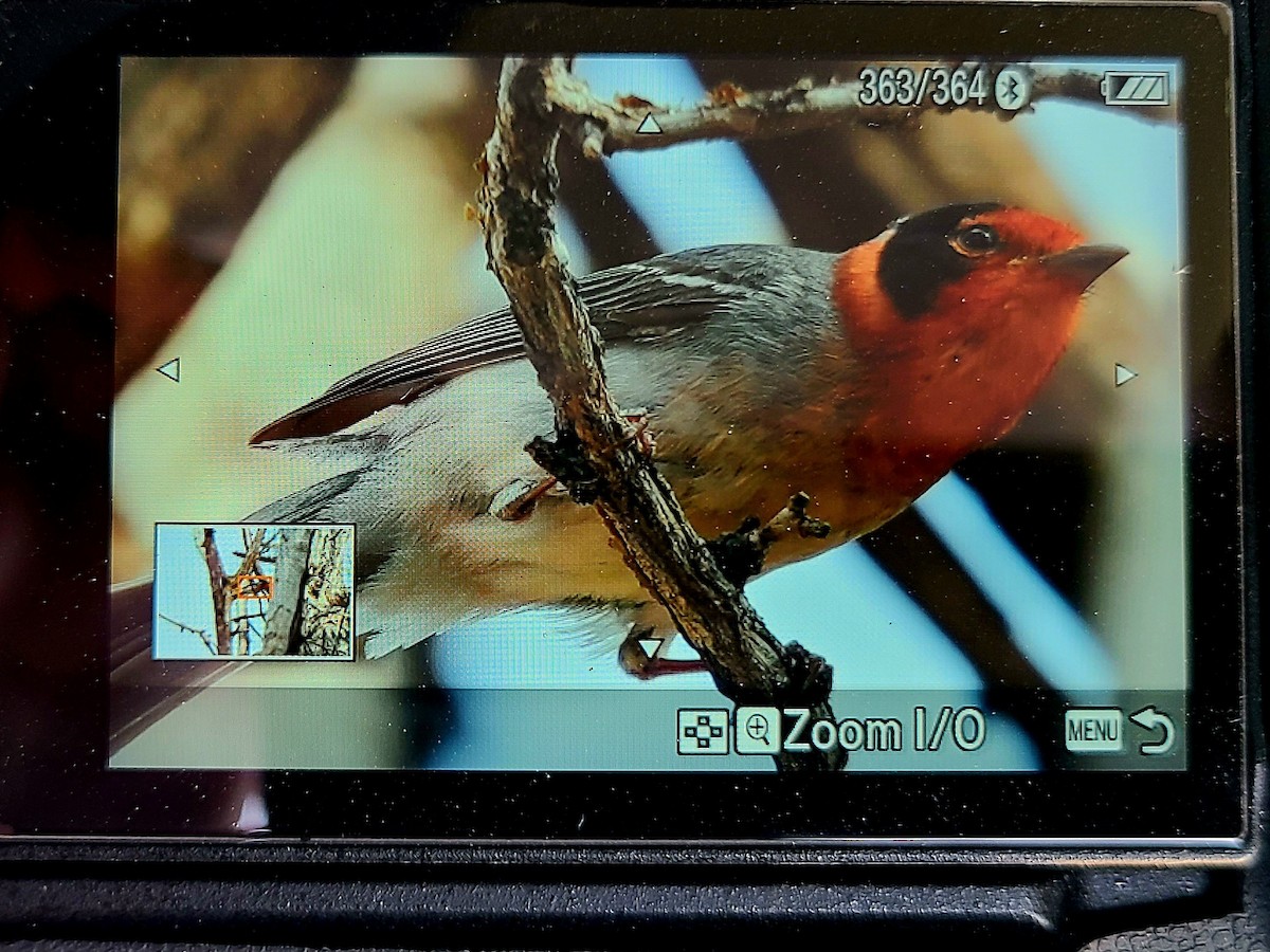 eBird Checklist - 2 May 2023 - Burchfield SWA - 10 species (+1 other taxa)