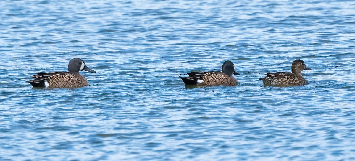 eBird Checklist - 2 May 2023 - Eagle Bend Fish Hatchery (stay on gravel ...