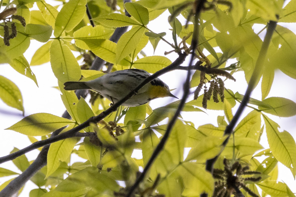 eBird Checklist - 2 May 2023 - Garret Mountain Reservation (Park) - 41 ...