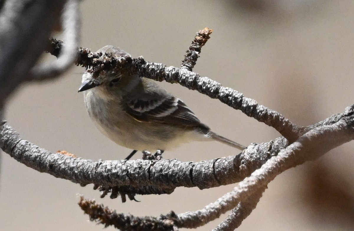 eBird Checklist - 2 May 2023 - Rocky Mountain NP--Upper Beaver Meadows - 12 species (+1 other taxa)