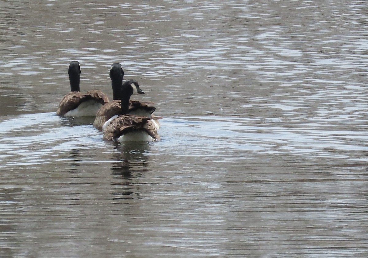 eBird Checklist - 2 May 2023 - Chapungu Sculpture Park at Centerra - 21 ...
