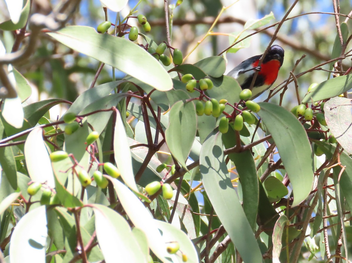 eBird Checklist - 3 May 2023 - Coomba Park - 2 species eBird Checklist - 3 May 2023 - Coomba Park - 2 species