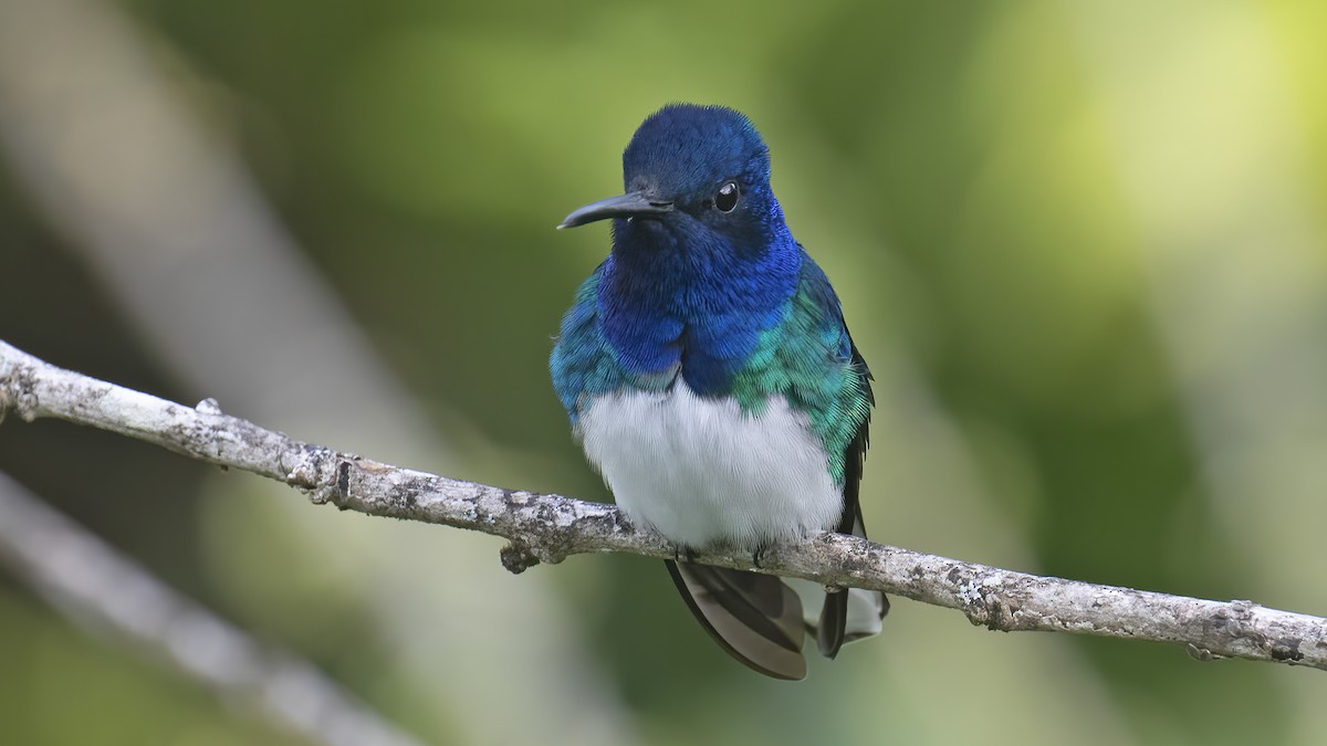 eBird Checklist - 9 Mar 2019 - Asa Wright Nature Centre - 23 species