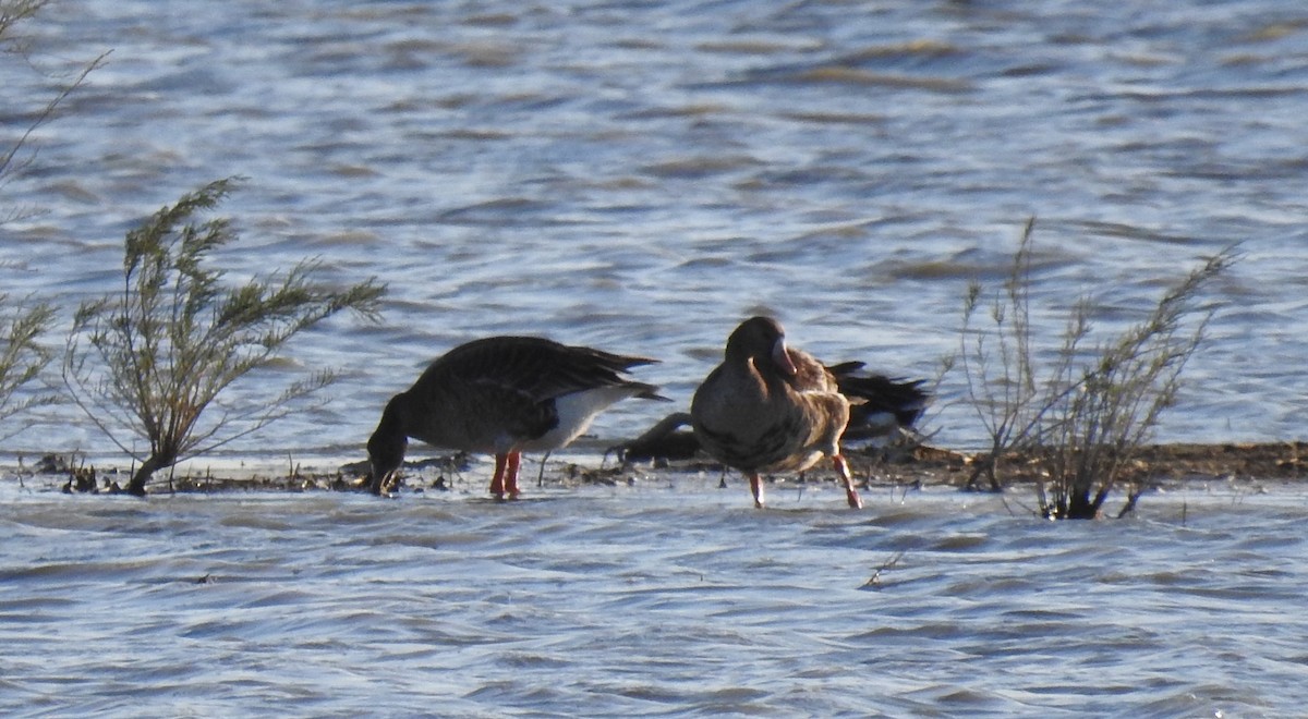 eBird Checklist - 2 May 2023 - Piute Ponds (permit required) - 57 ...