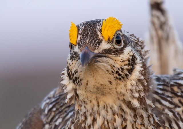 Saskatchewan Sharp Tailed Grouse