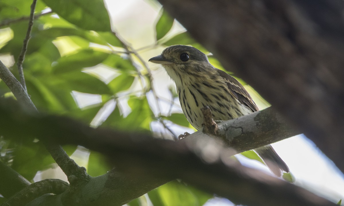 ML56629231 - African Broadbill - Macaulay Library