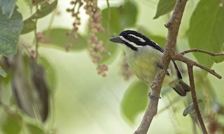 Yellow-rumped Tinkerbird - Pogoniulus bilineatus - Birds of the World
