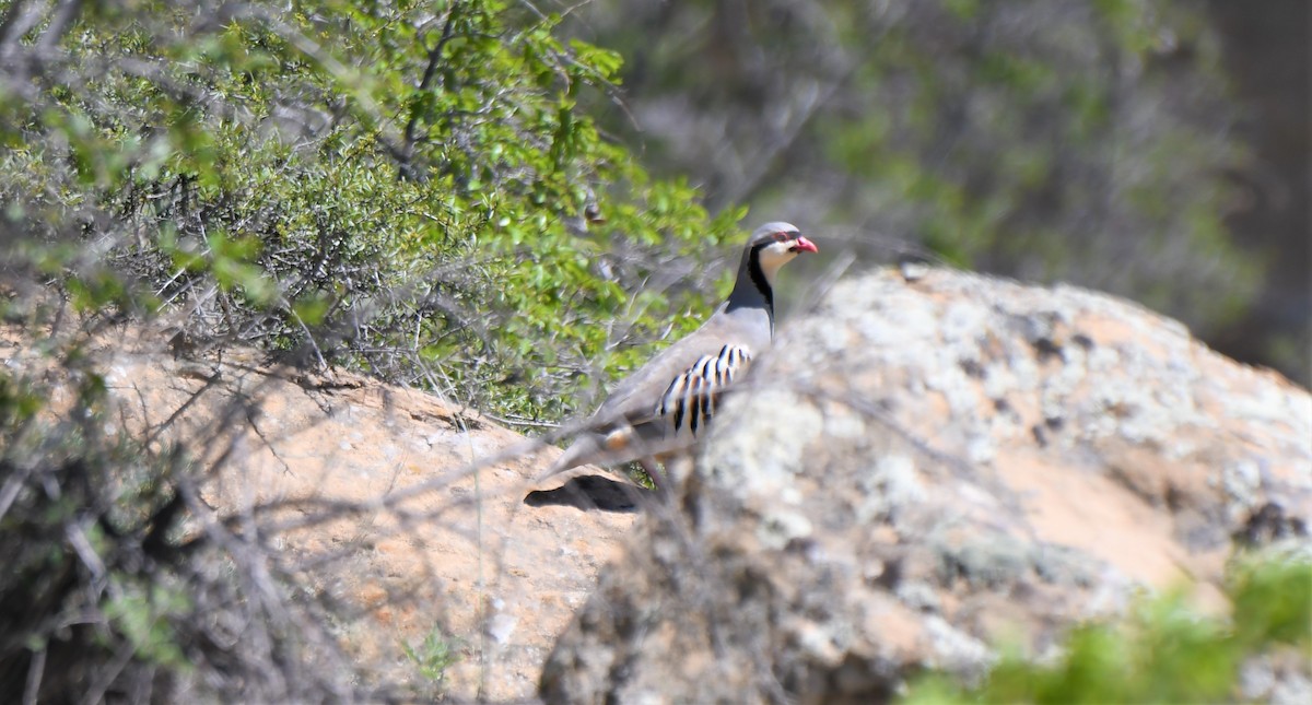 eBird Checklist - 2 May 2023 - David Gareja monastery complex (SPA N5 ...