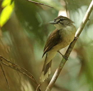 Hook-billed Bulbul - Setornis criniger - Birds of the World