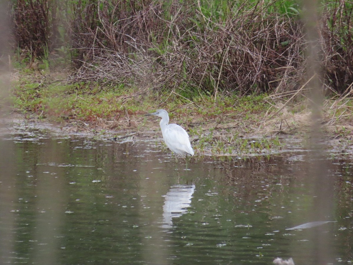 eBird Checklist - 3 May 2023 - Palmyra Cove Nature Park - 27 species