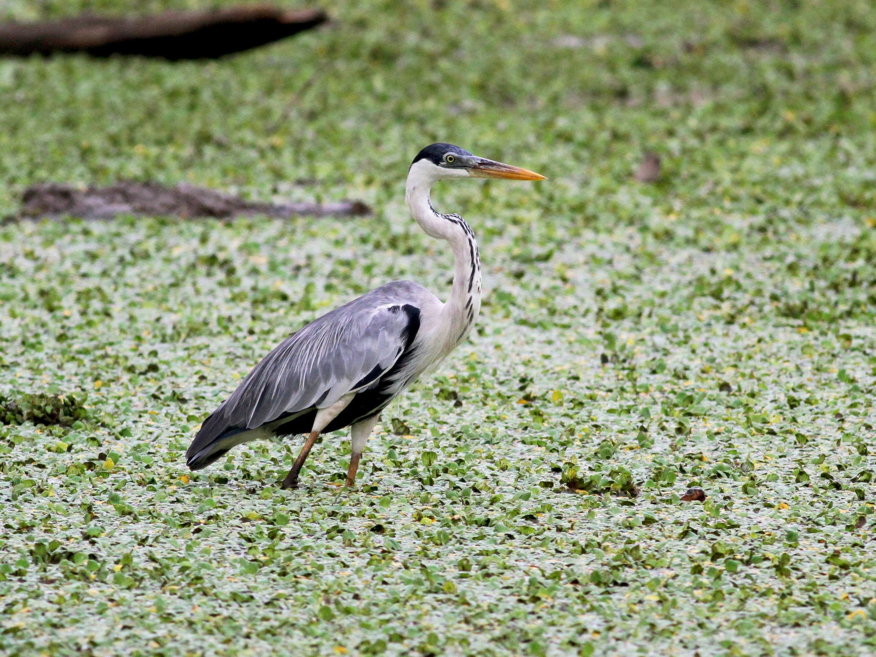 Garza Morena - eBird