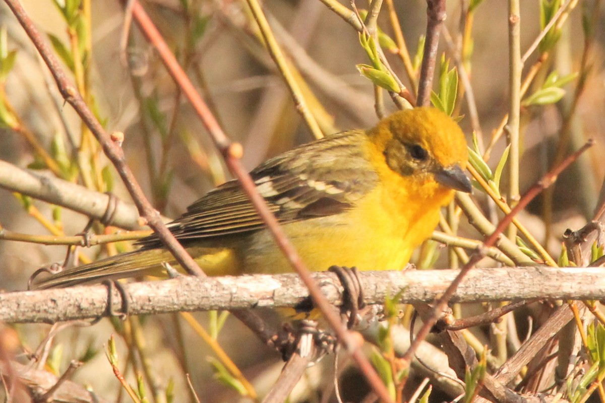 eBird Checklist - 3 May 2023 - Sheridan Park - 8 species