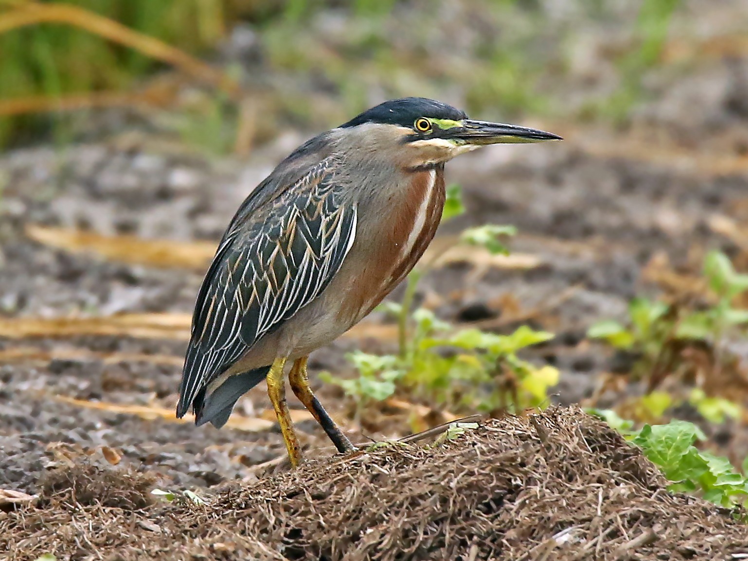 Striated Heron - eBird