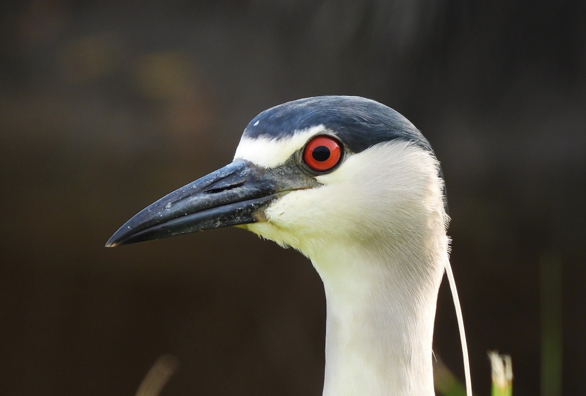 eBird Checklist - 3 May 2023 - Pine Gully Park (UTC 079) - 1 species