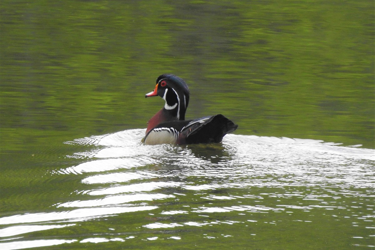 eBird Checklist - 3 May 2023 - Cavalier WMA - 37 species