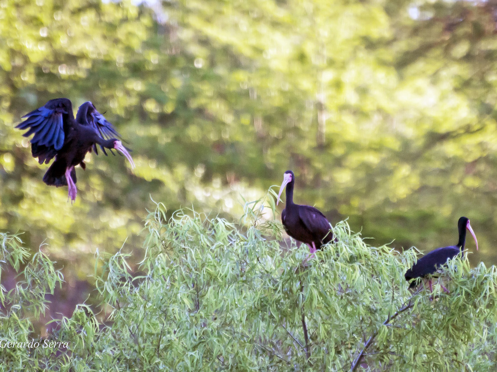 Cuervo de pantano de cara pelada - eBird