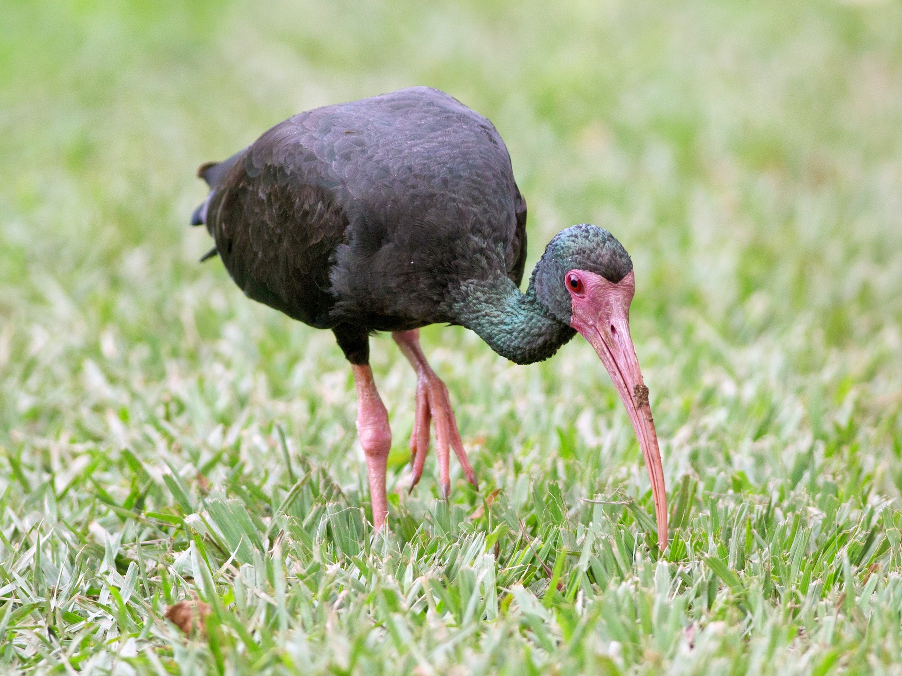 Bare-faced Ibis - eBird